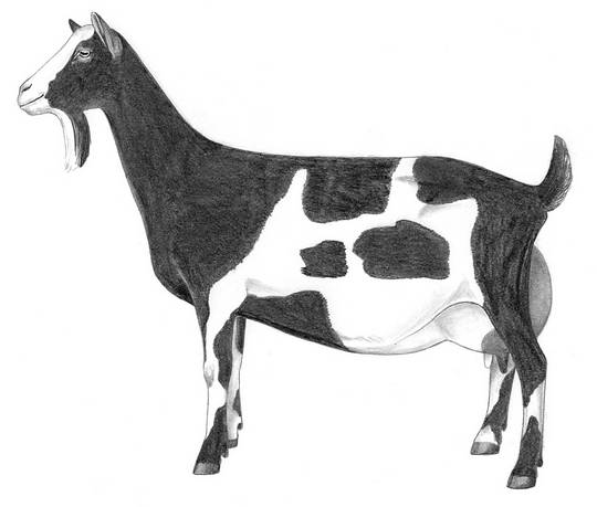 Nationale geitenkeuring - Dwerggeiten Carpe Diem